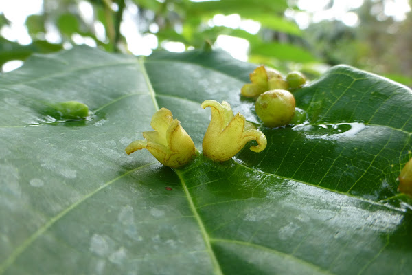 Leaf gall | Project Noah
