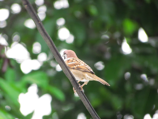 Eurasian tree sparrow | Project Noah