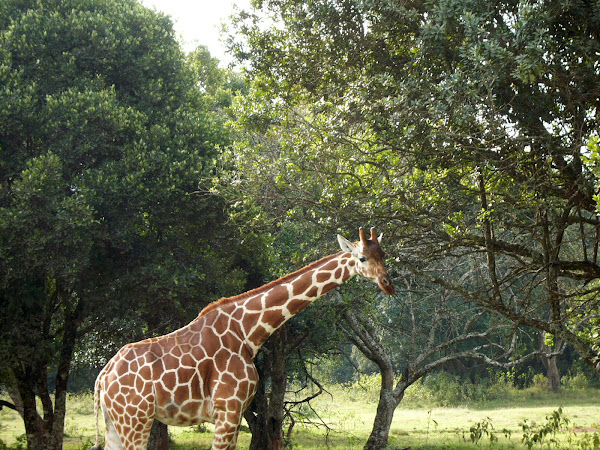 Giraffe | Project Noah