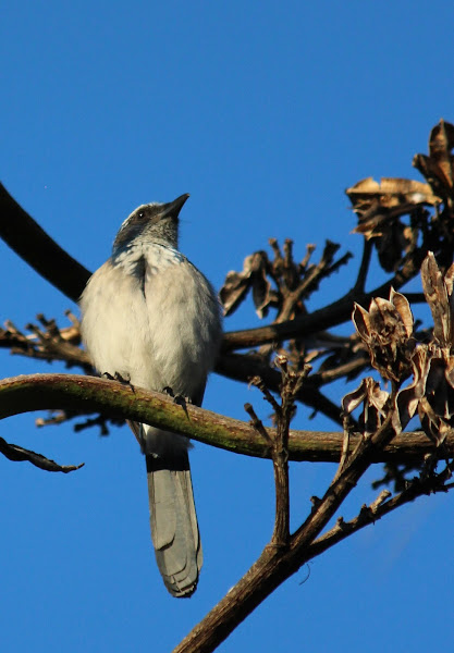Western Scrub Jay | Project Noah