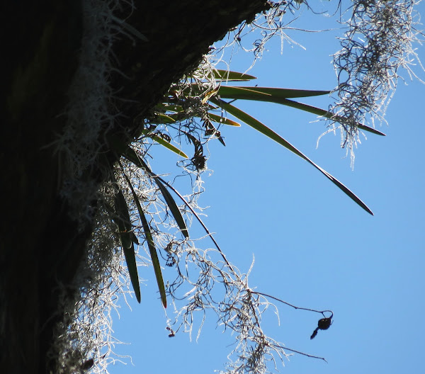 Orchid | Project Noah