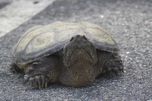Eastern Snapping Turtle | Project Noah