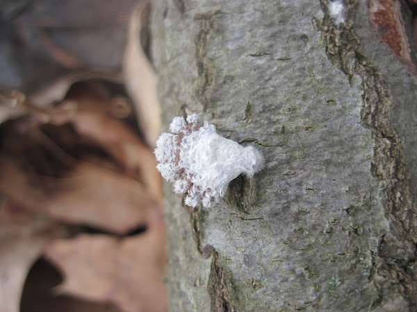 Split Gill | Project Noah