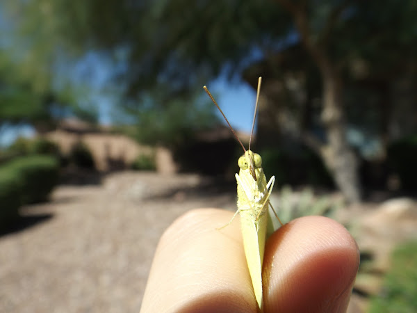 Cloudless Sulphur | Project Noah