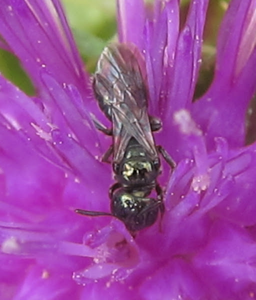 Small Carpenter Bee | Project Noah