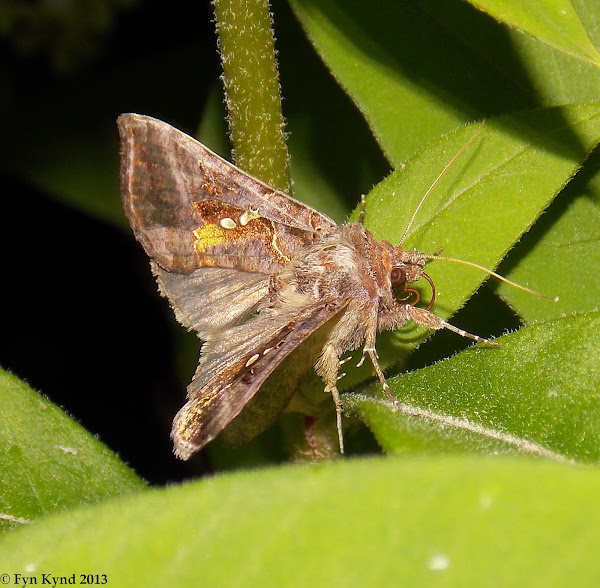 Soybean Looper | Project Noah