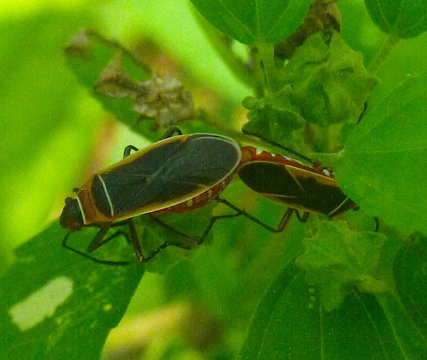 Red Bugs Mating | Project Noah