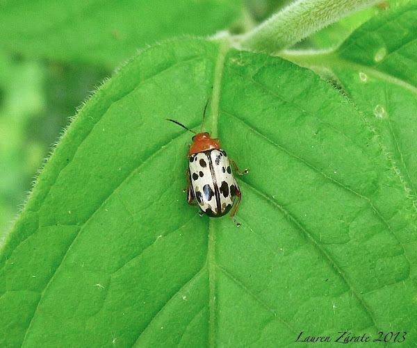 Leaf Beetle | Project Noah
