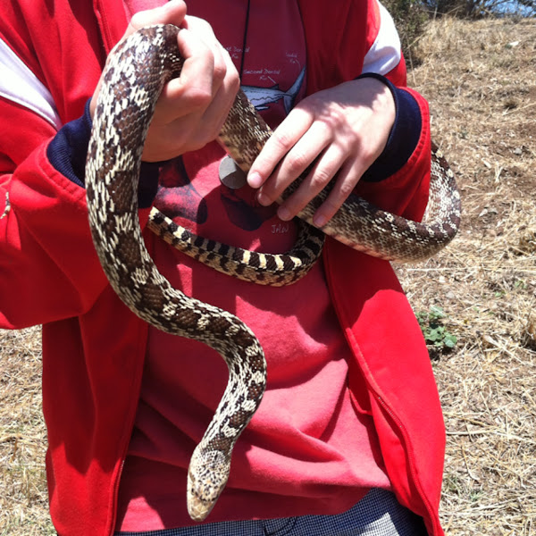 Gopher snake | Project Noah