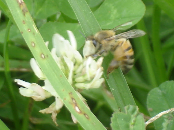 Abeja | Project Noah