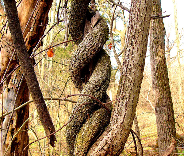 Unknown tree | Project Noah