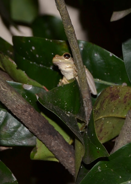 Cuban Tree Frog | Project Noah