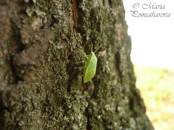Green Shield Bug | Project Noah