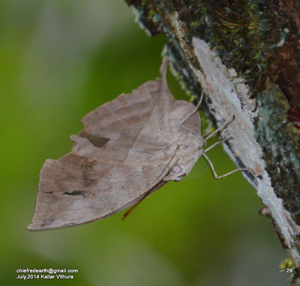 South Indian Blue Oakleaf | Project Noah