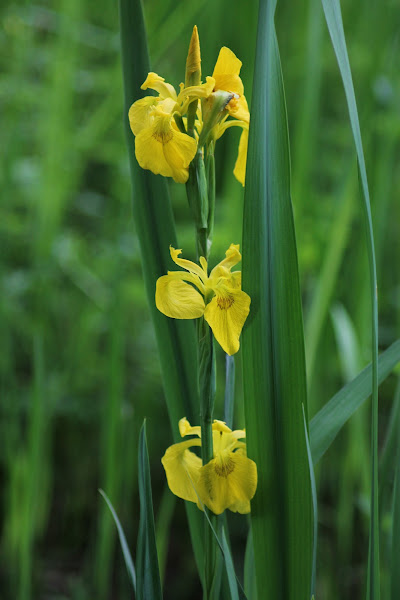 Yellow Iris | Project Noah