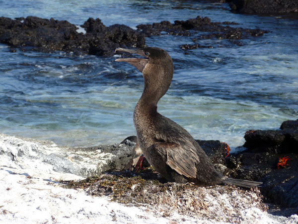 Flightless Cormorant | Project Noah