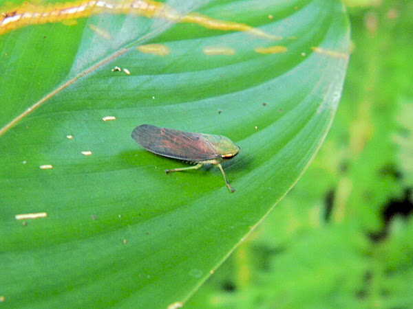 leafhopper | Project Noah
