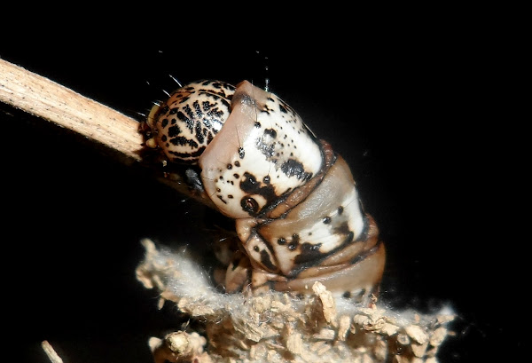 Bagworm moth (1) | Project Noah