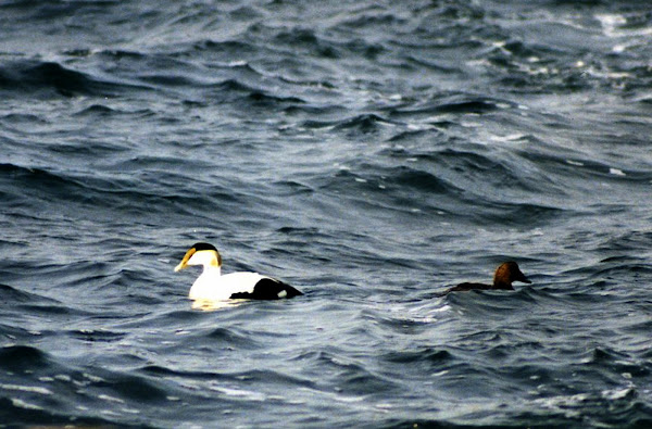 Common Eider | Project Noah