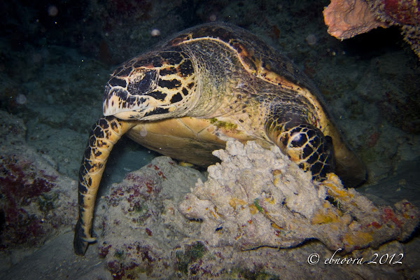 Hawksbill Turtle | Project Noah