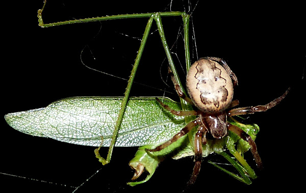 Furrow Orb Weaver Spider | Project Noah