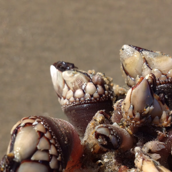 Gooseneck barnacle | Project Noah