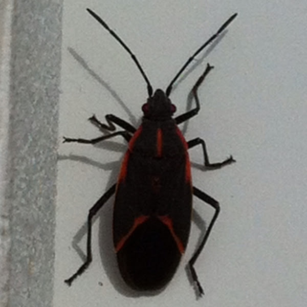 Boxelder Bug | Project Noah