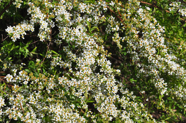 Mount Fuji Early Spirea | Project Noah