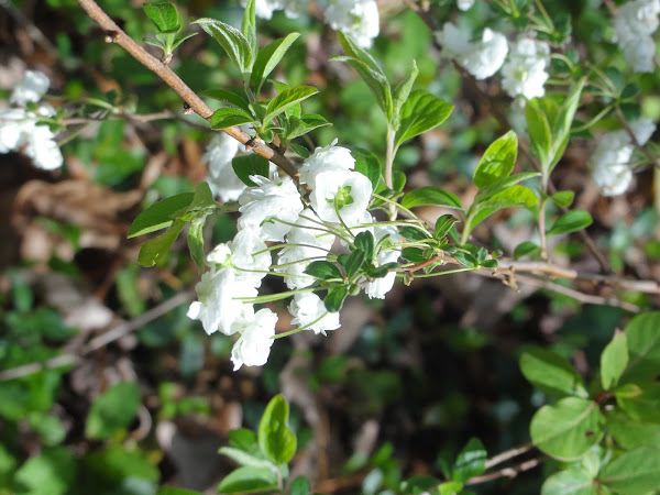 Bridalwreath Spiraea | Project Noah