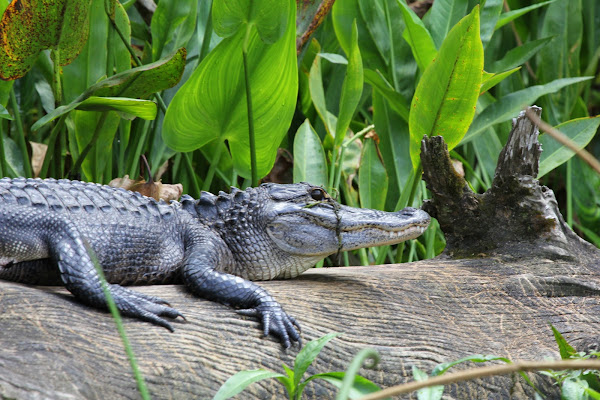 American Alligator | Project Noah
