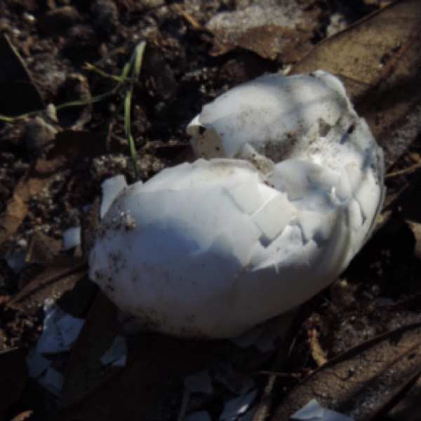 Turtle eggshells | Project Noah