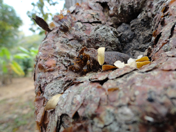 Abeja Melipona (Melipona Bee) | Project Noah