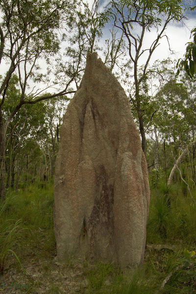 Termite mound | Project Noah