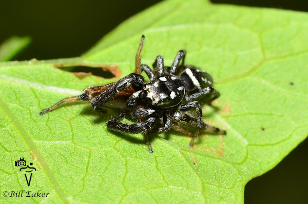 Jumping Spiders | Project Noah