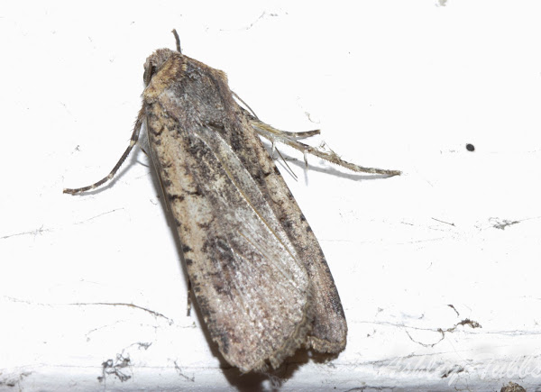 Variegated Cutworm Moth | Project Noah