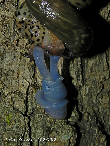 Leopard Slugs | Project Noah