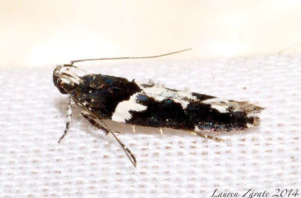 Micro-Lepidoptera | Project Noah