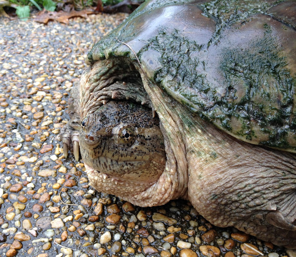 Common Snapping Turtle | Project Noah