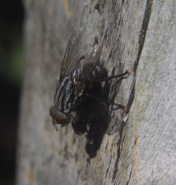 Flesh Flies (mating) | Project Noah