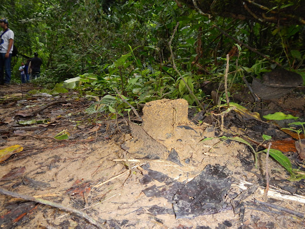 Ant hill | Project Noah