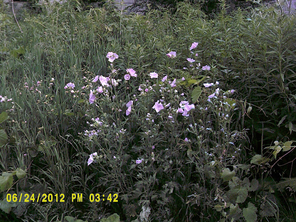 Common mallow | Project Noah