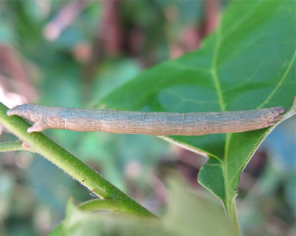 Geometer Caterpillar | Project Noah