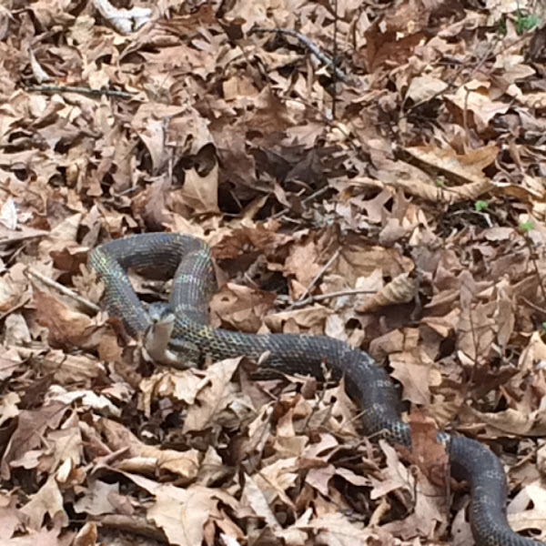 Snake | Project Noah