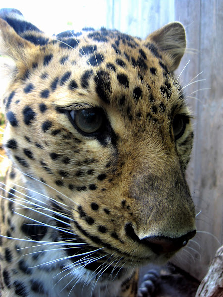 Amur Leopard | Project Noah