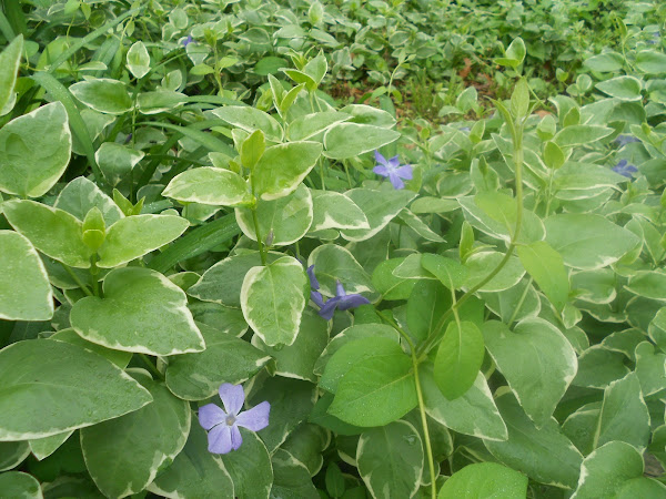 Periwinkle | Project Noah