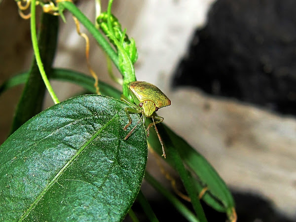 Brown-winged Stink Bug | Project Noah
