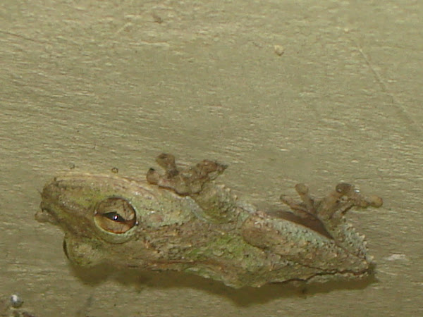 Shrub frog | Project Noah