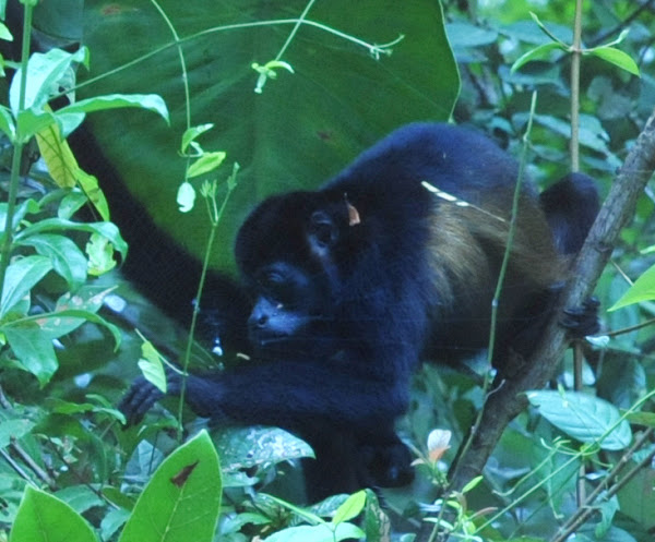 howler monkey | Project Noah