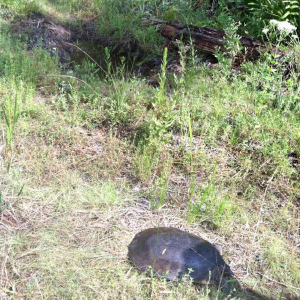 Florida Softshell Turtle | Project Noah