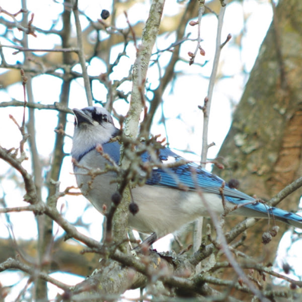 Blue jay | Project Noah